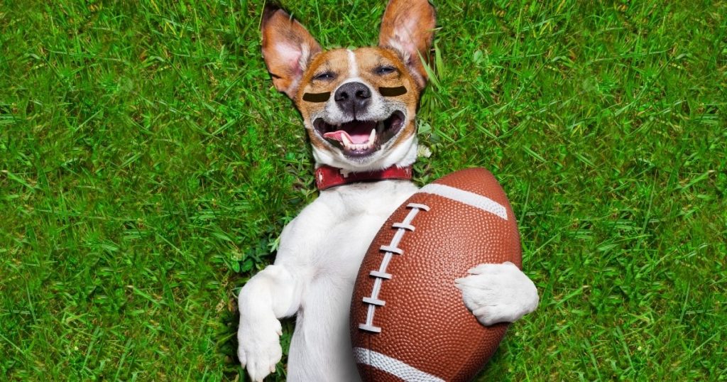 Funny Animal Football Jokes - Teal Smiles
