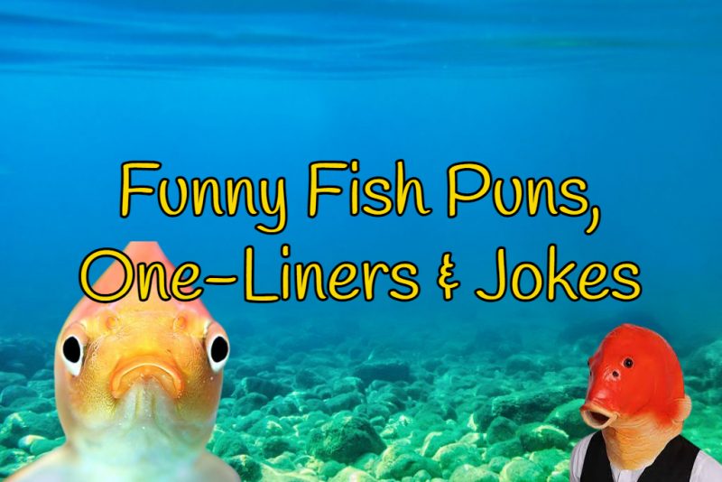 Best Fun Fish Jokes For A Good Laugh - Teal Smiles
